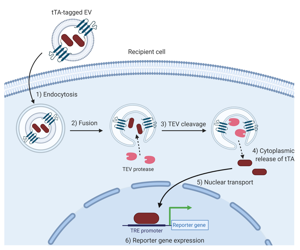 Reporter gene assay for membrane fusion of extracellular vesicles ...